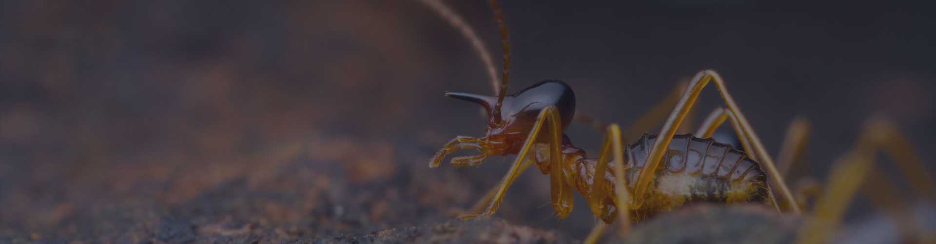Contrôle des Termites | Extermination RIA